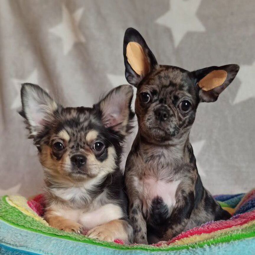 Расписные красотки