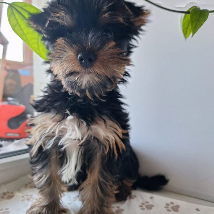 Йоркширский терьер щенок