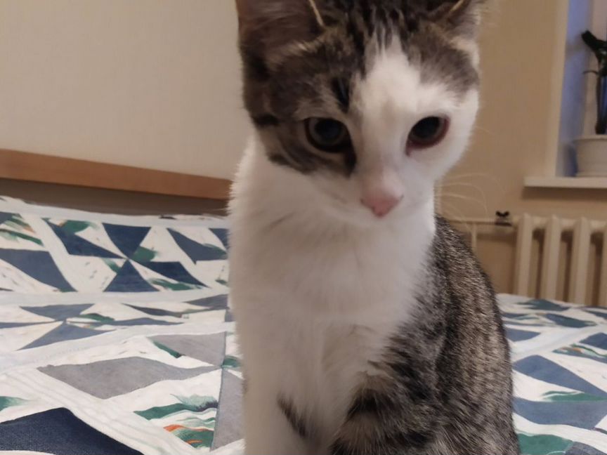 Без кота жизнь не та