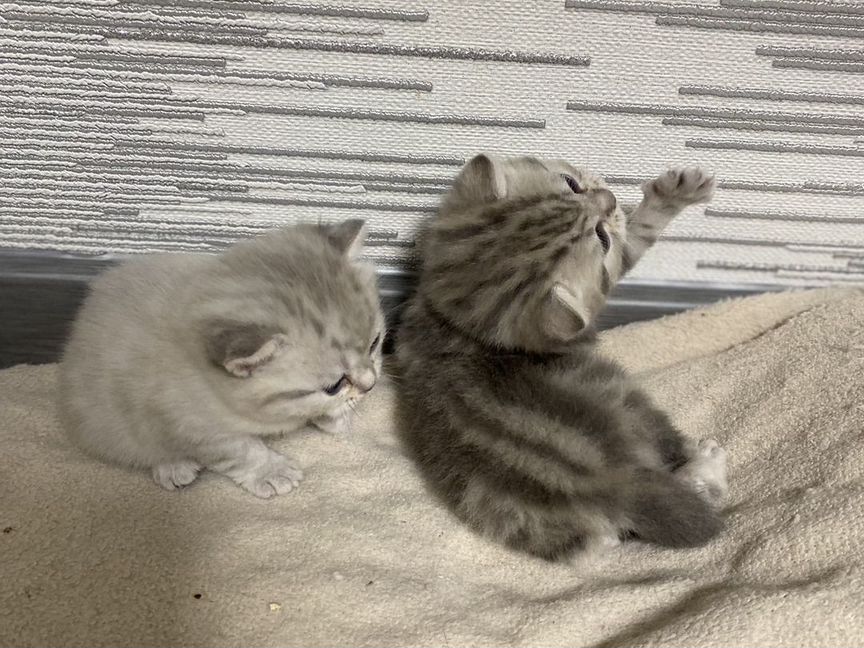 Котята Шотландские веслоухий и прямоухий