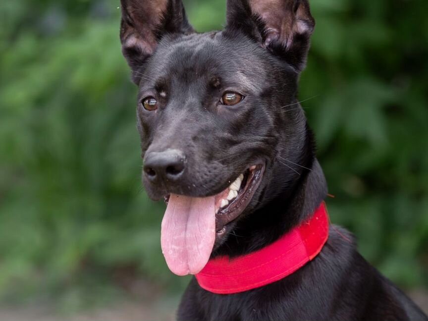 Египетская принцесса Нефи ищет семью