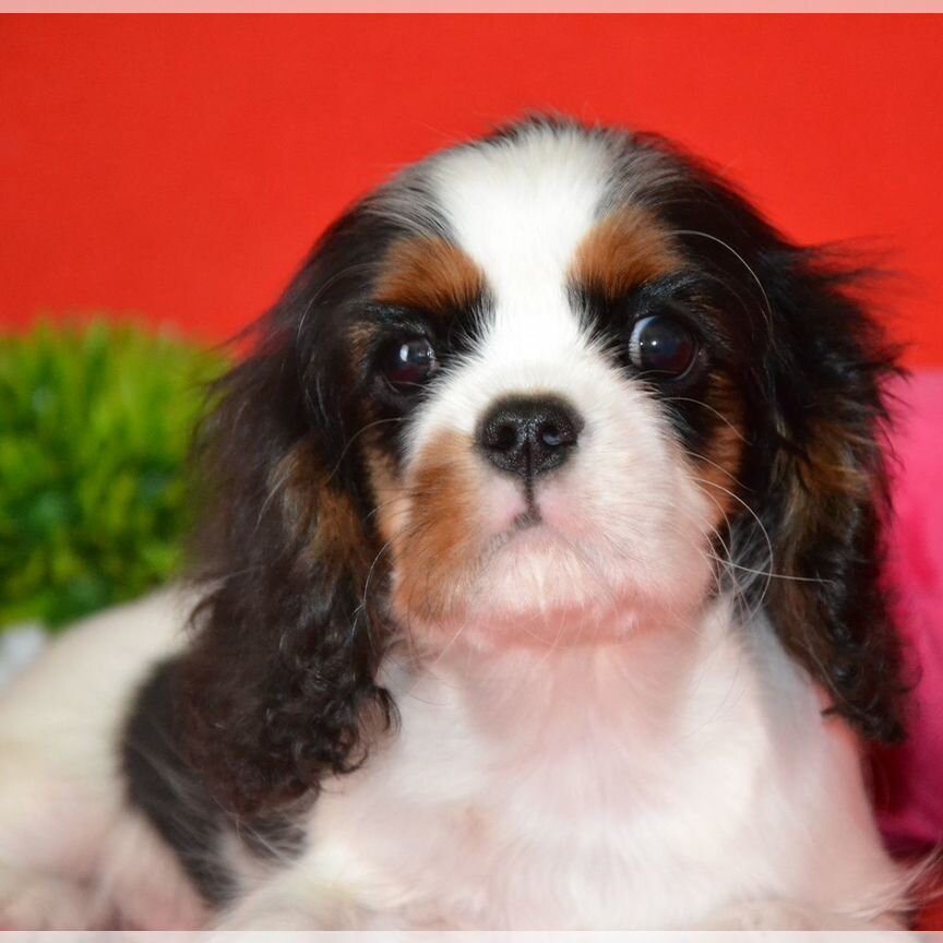 Кавалер кинг-чарльз-спаниель, щенок