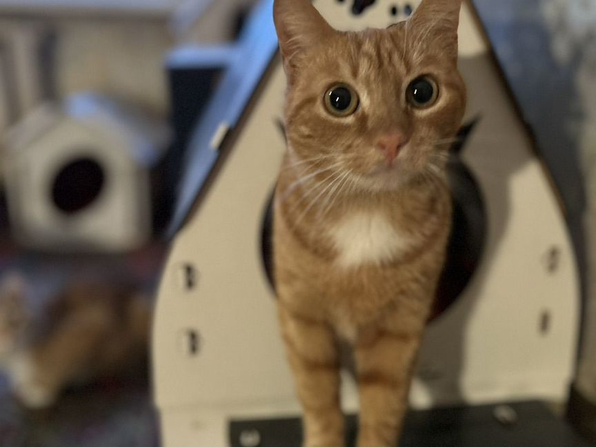 Рыжая кошечка