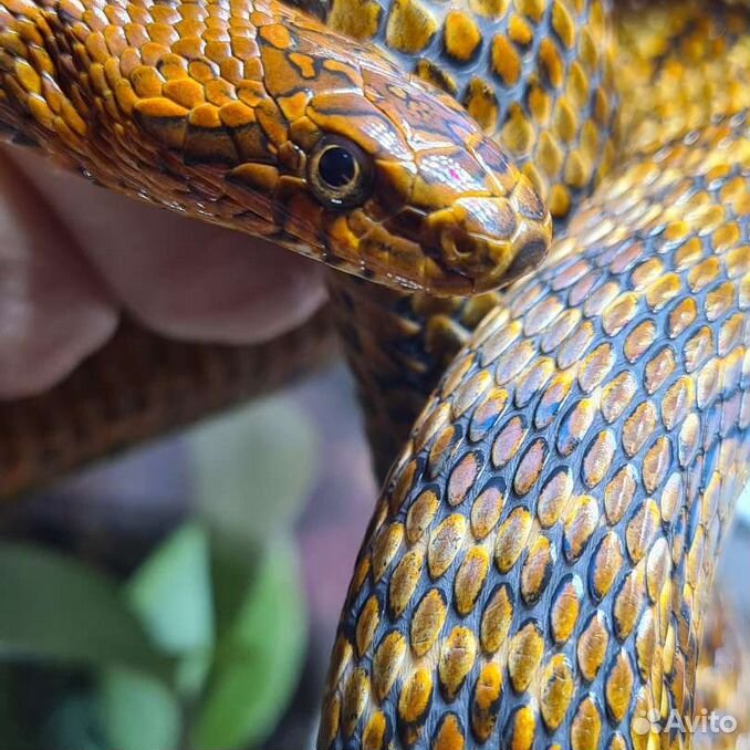 Узорчатый полоз