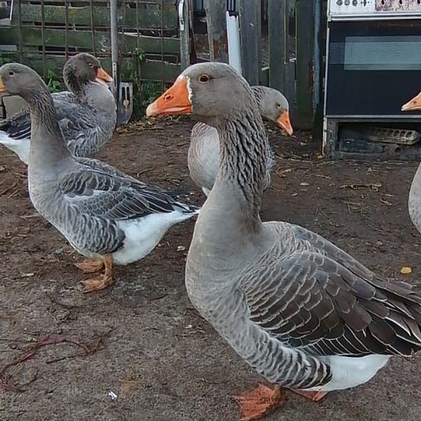Семья гусей, тулузская порода