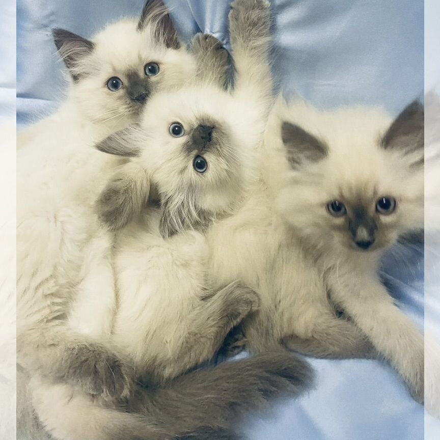 Невские маскарадные котята