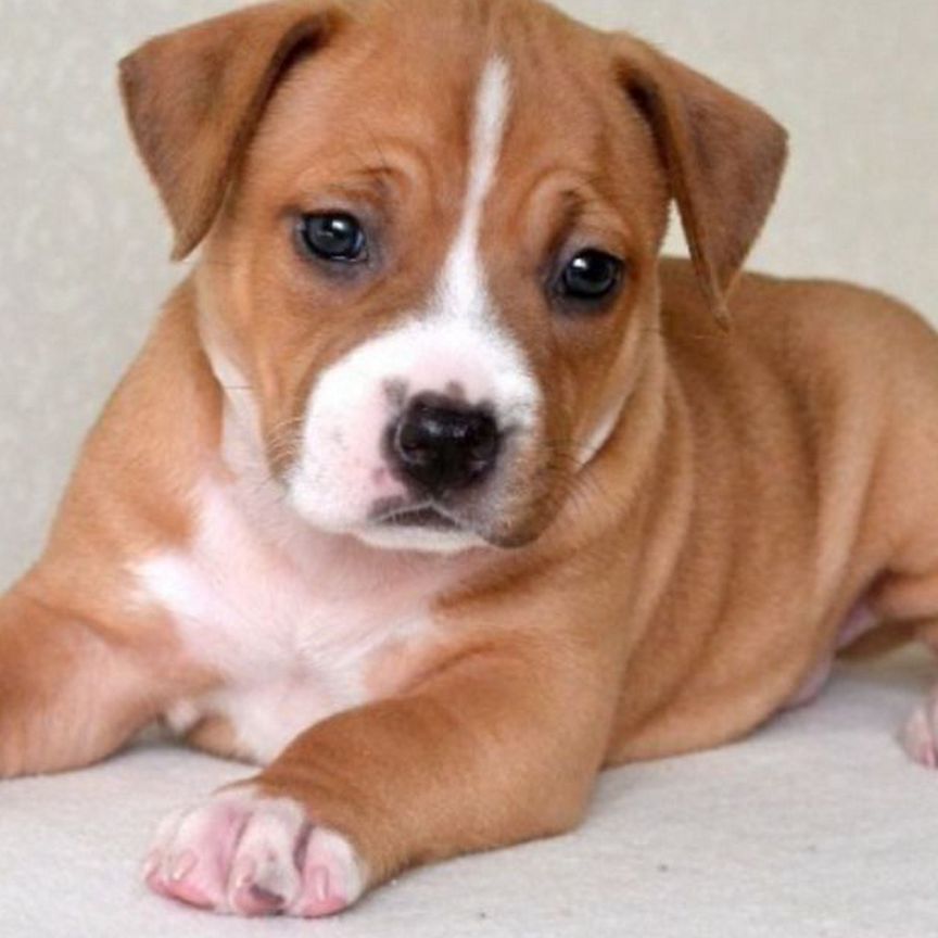 Американский стаффордширский терьер, щенок