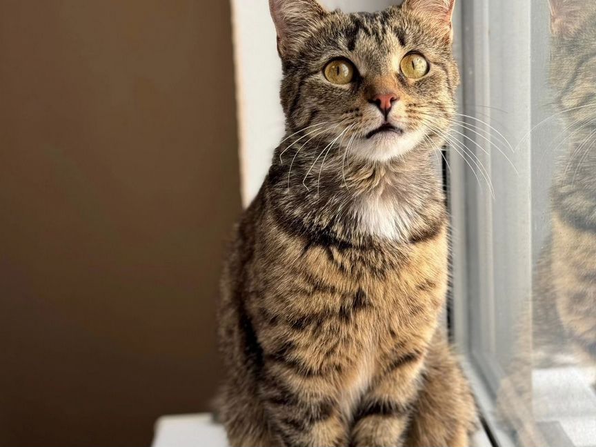 Кошка Маришка