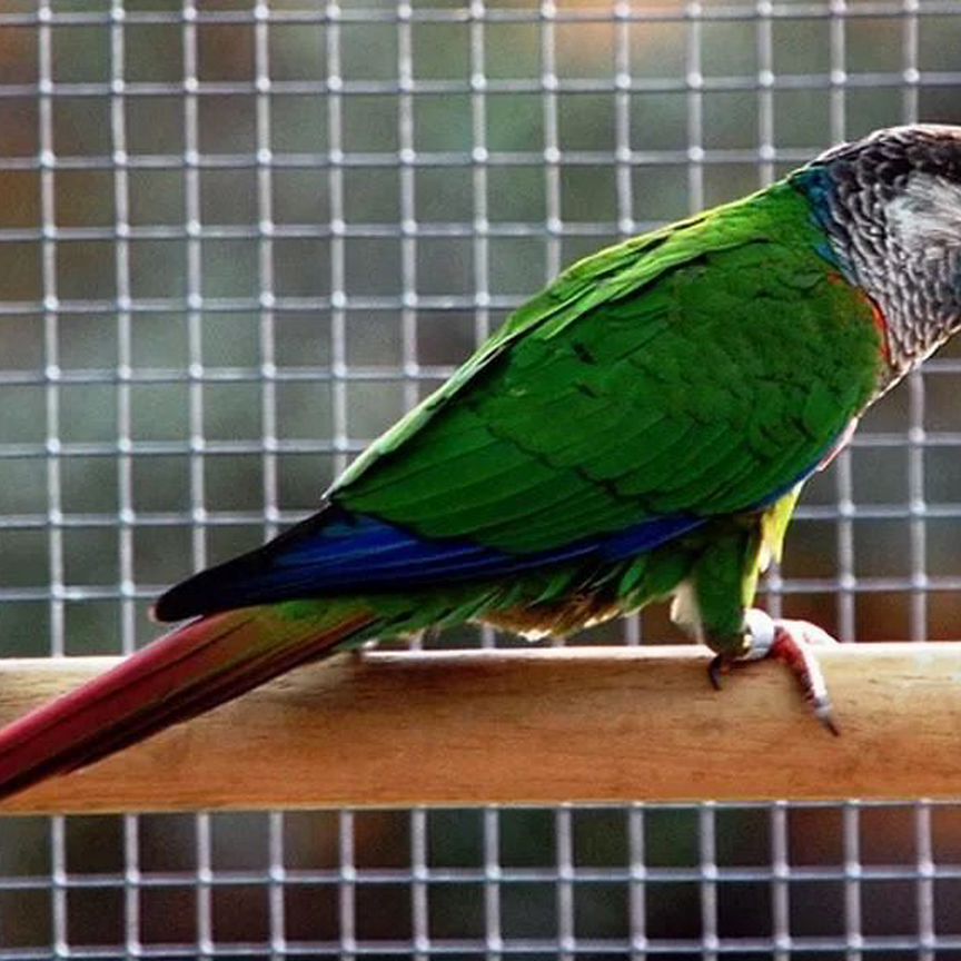 Попугай перрура