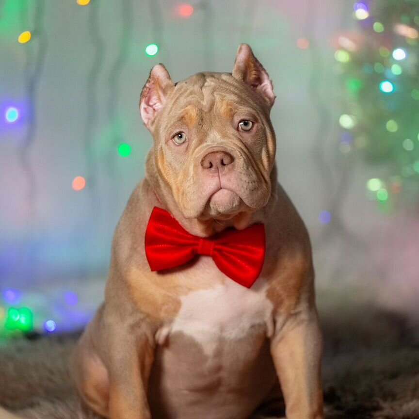 Американский булли, щенок