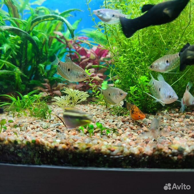 Медовый гурами