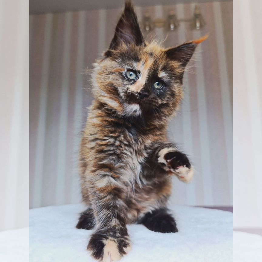 Котёнок мейн кун продажа