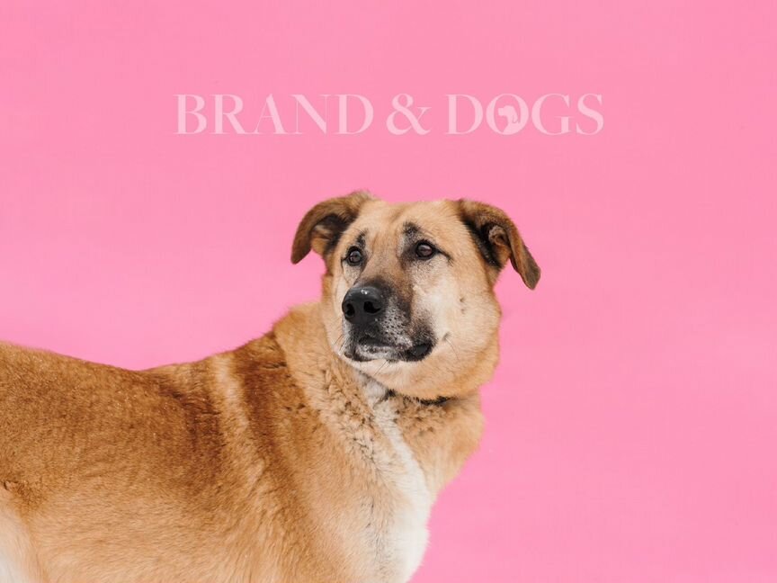 Классный Патрик ищет дом