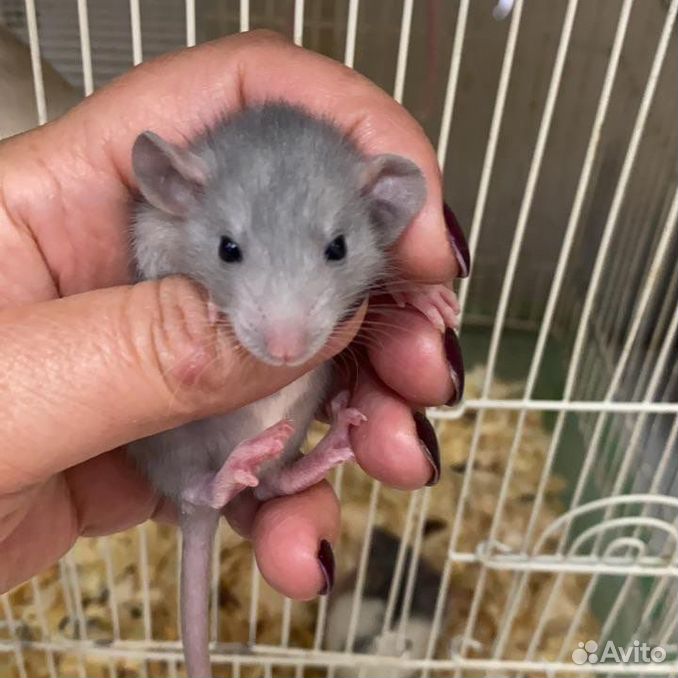 Крыски дамбо малыши