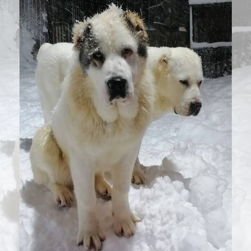 Щенки алабая продажа