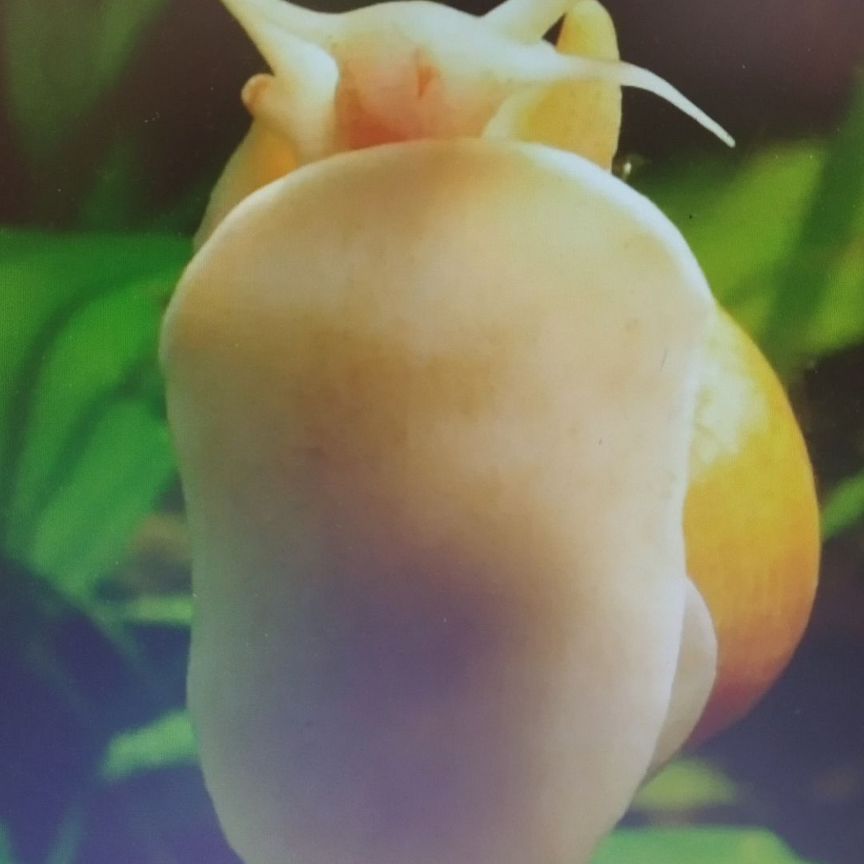 Улитка ампулярия