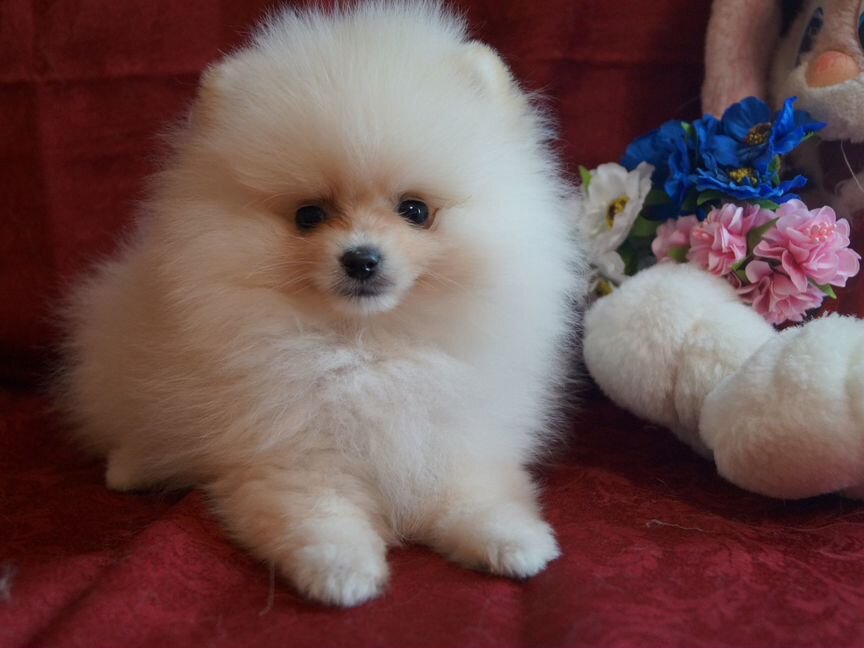 Белое воздушное облачко- мини мальчик