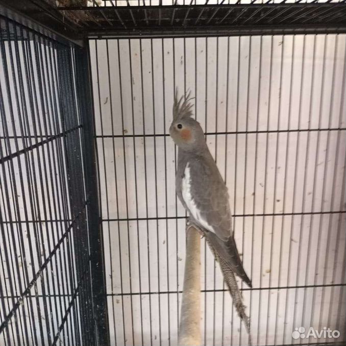 Ручные кореллы 50 дней. Малыши