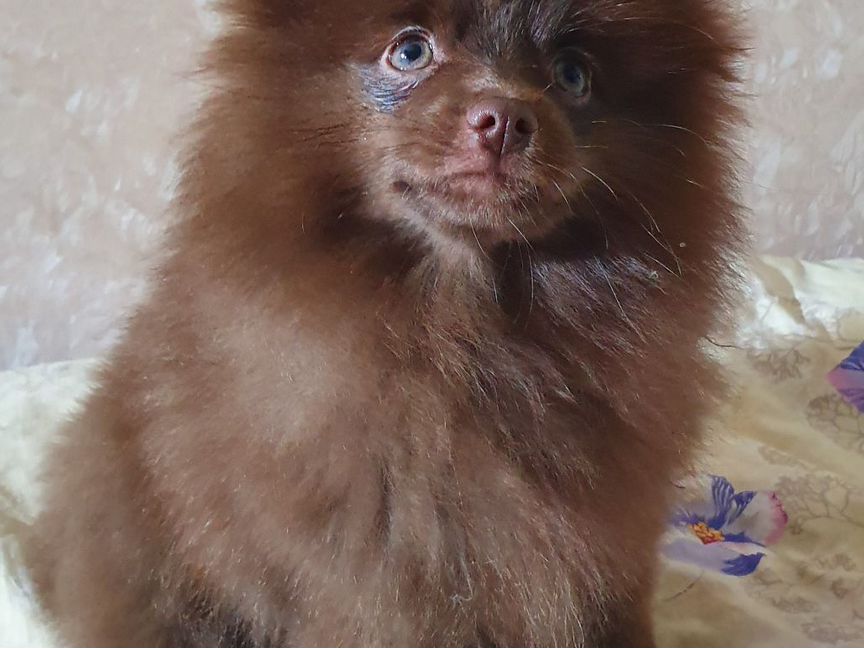 Щенок шпицедевочка