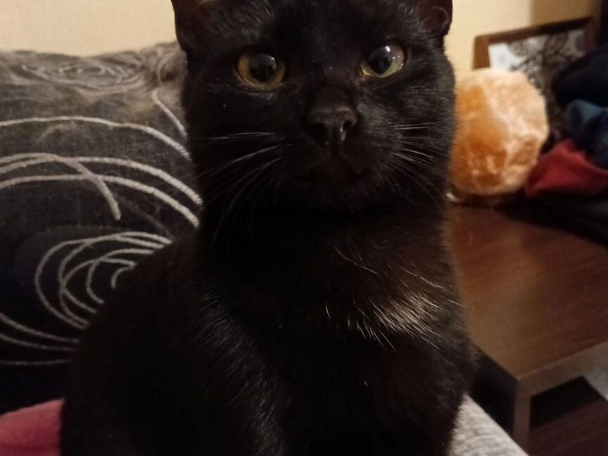 Кошка