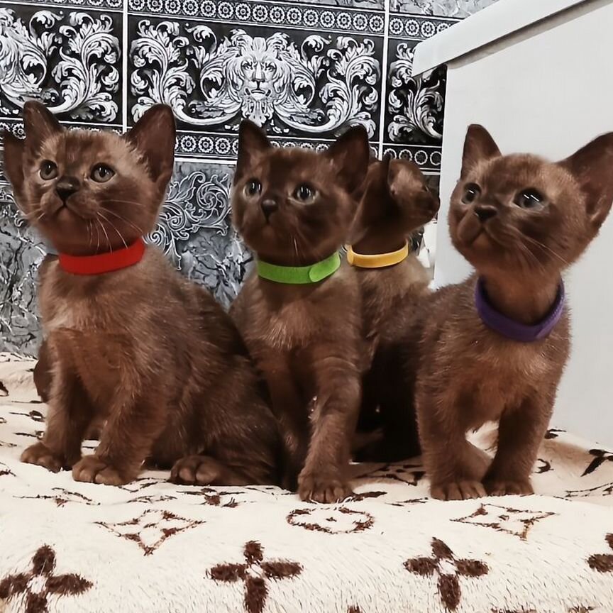 Европейский бурманский котёнок