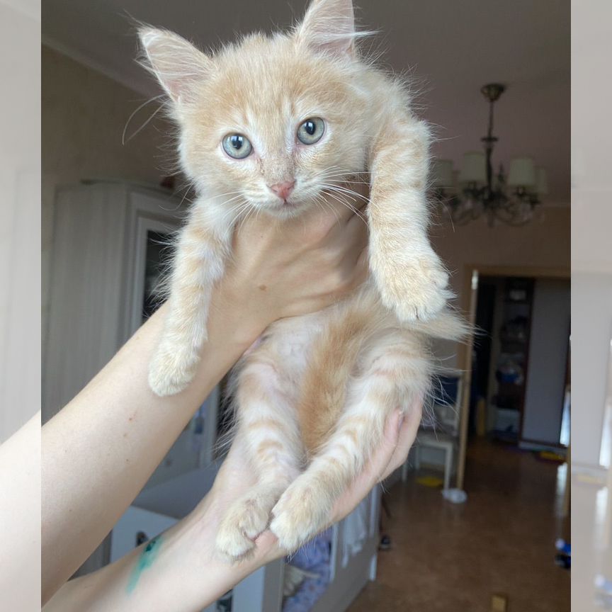 Котенок мальчик бесплатно