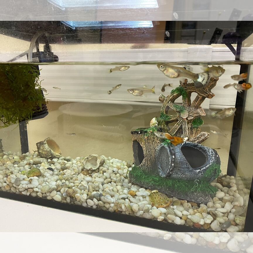 Мальки гуппи