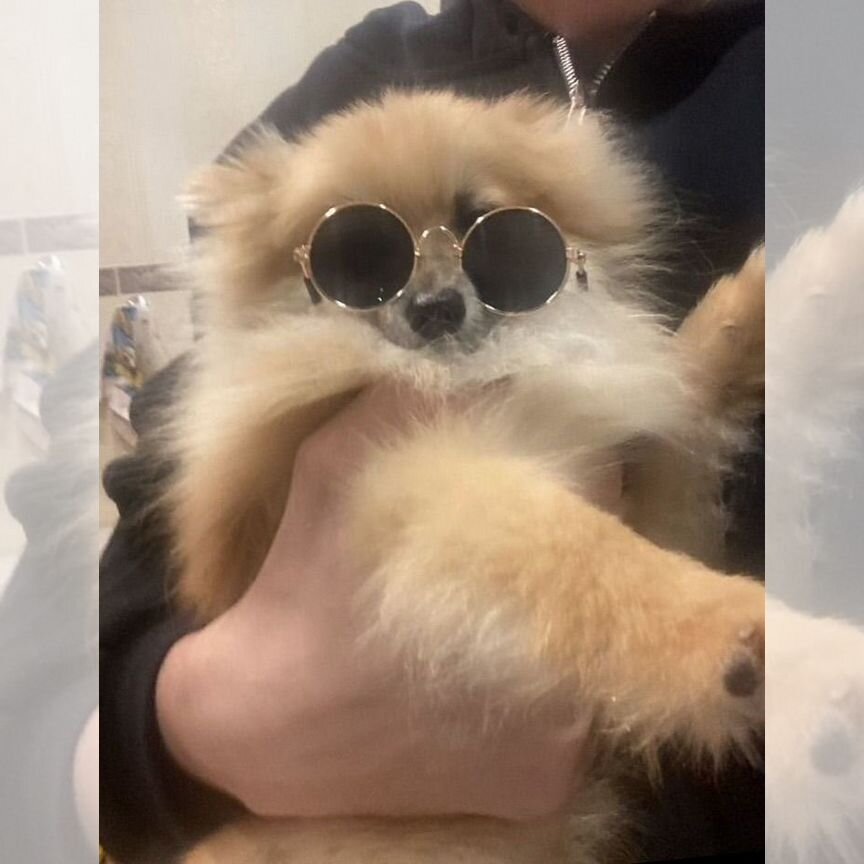 Мини шпиц немецкий