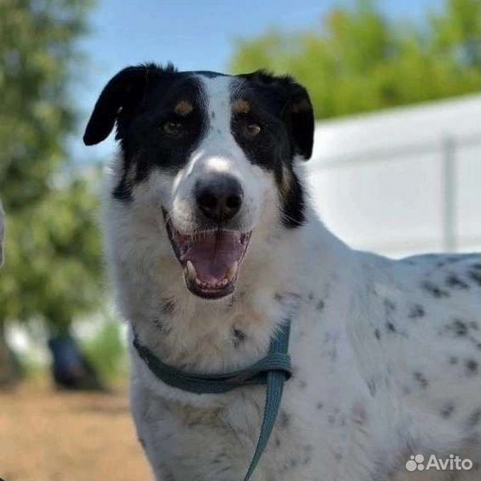 Джек - интеллигентный пес