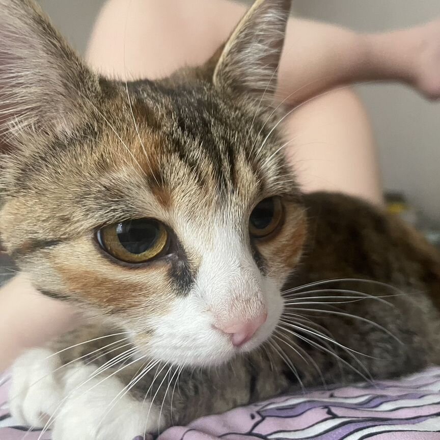 Кошечка в добрые руки бесплатно