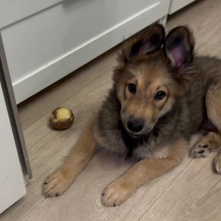 Щенок в добрые руки бесплатно