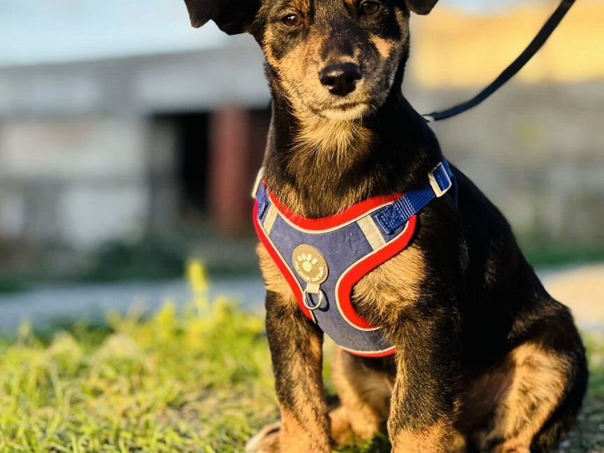 Отдам щенка мальчика-коротколапика