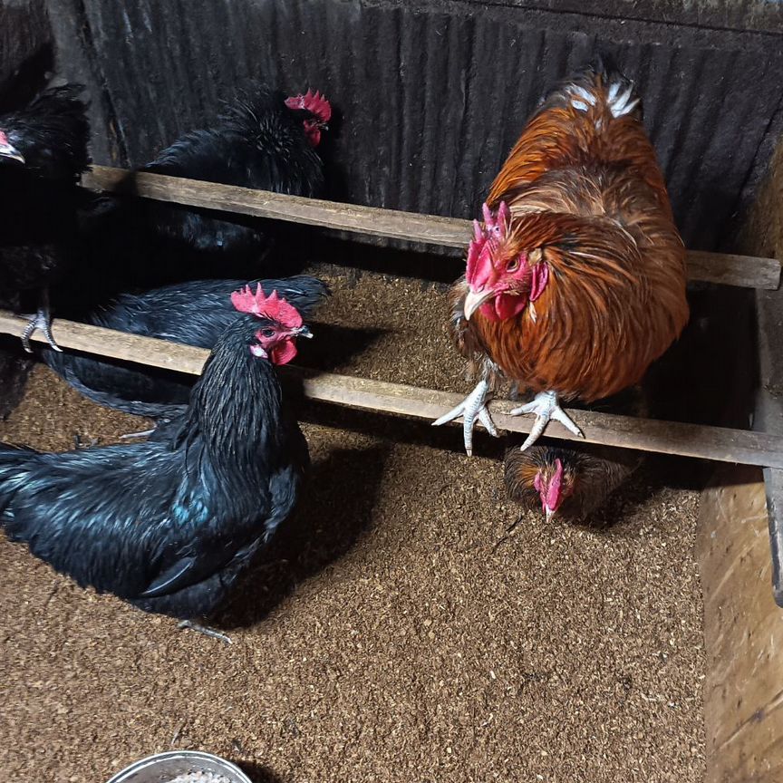 Петухи американо гигант