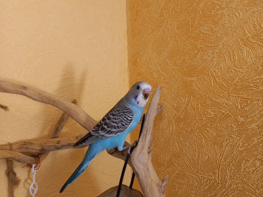 Волнистый попугай