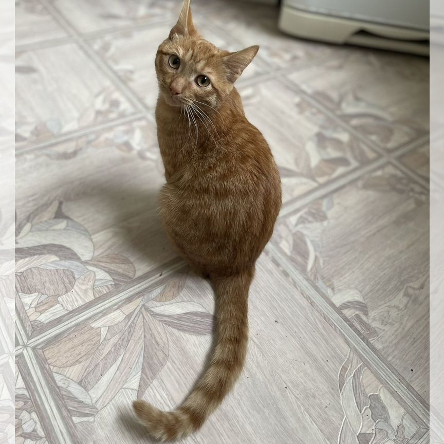 Милый рыжий котенок ищет любящую семью