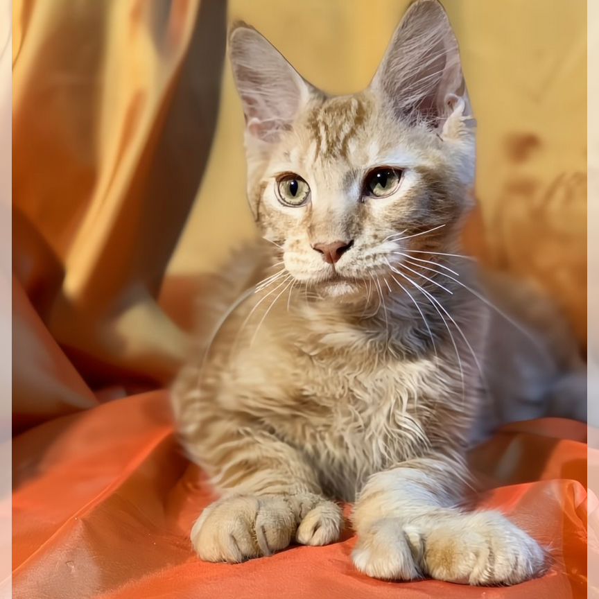 Мейн-кун котёнок