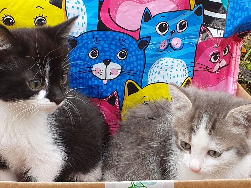 Котята в добрые руки бесплатно