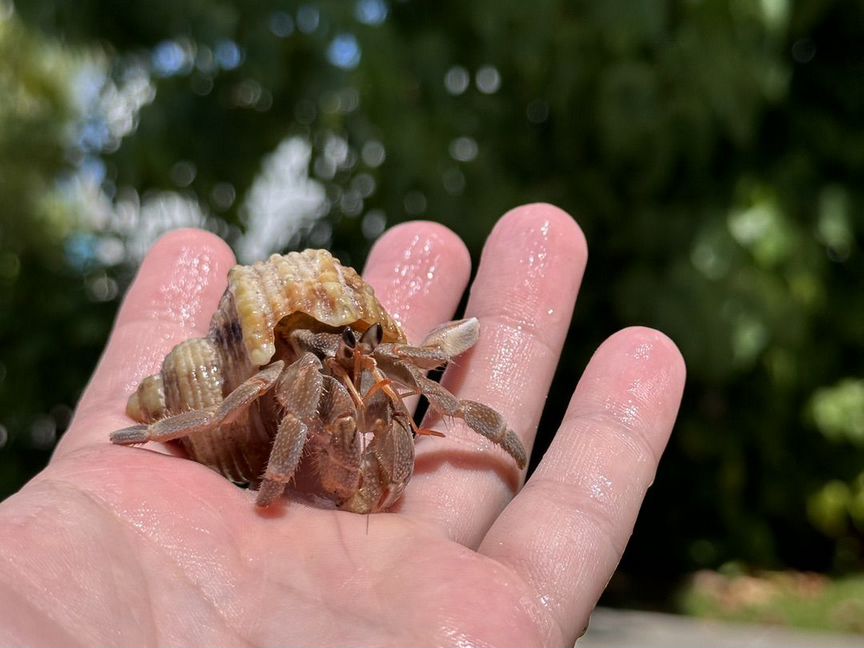 Рак отшельник (не краснокнижный)