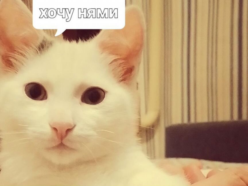 Милый котик Симба отдаём в ответственные руки