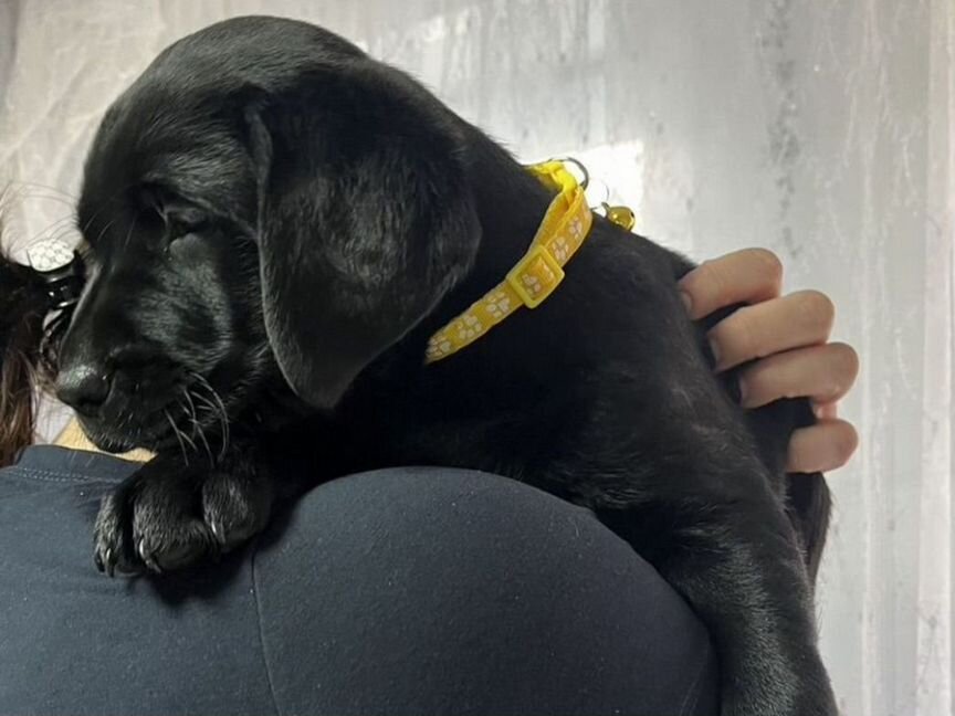 Девочка лабрадора