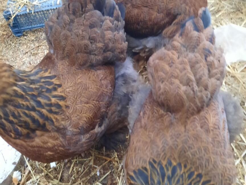 Куры Брама Куропатчатая