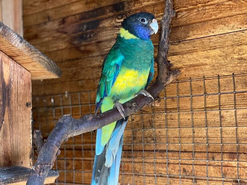 Попугай Бернарда