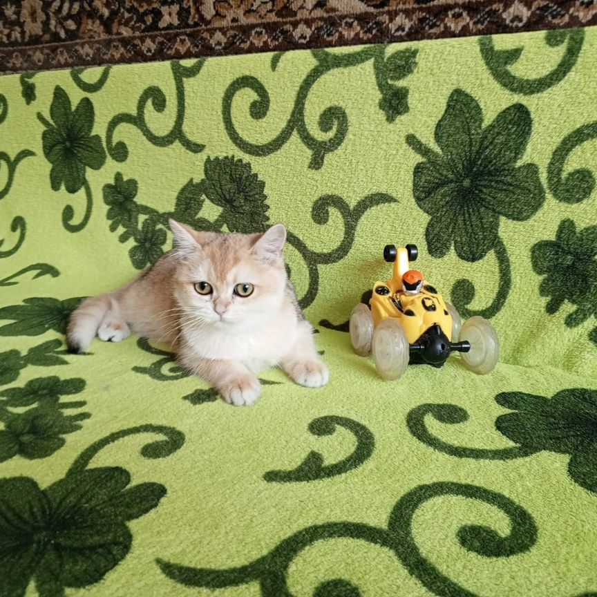 Кошечка ny 12