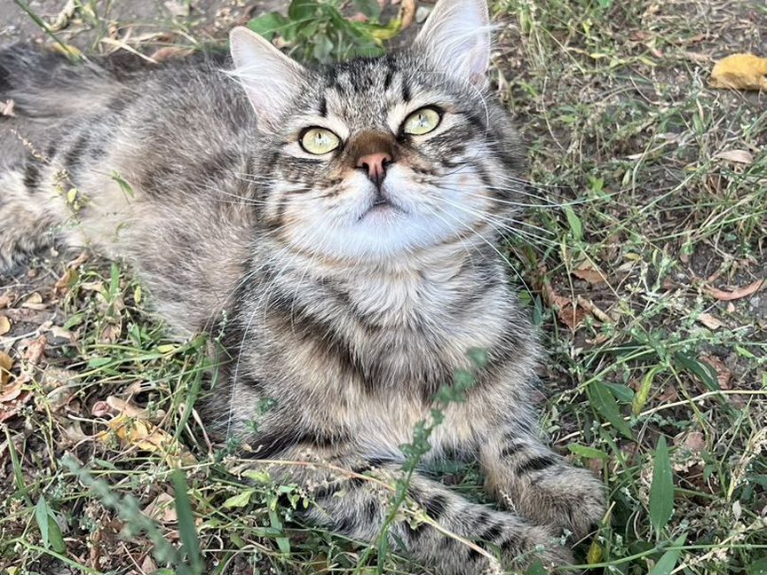 Кот в добрые руки
