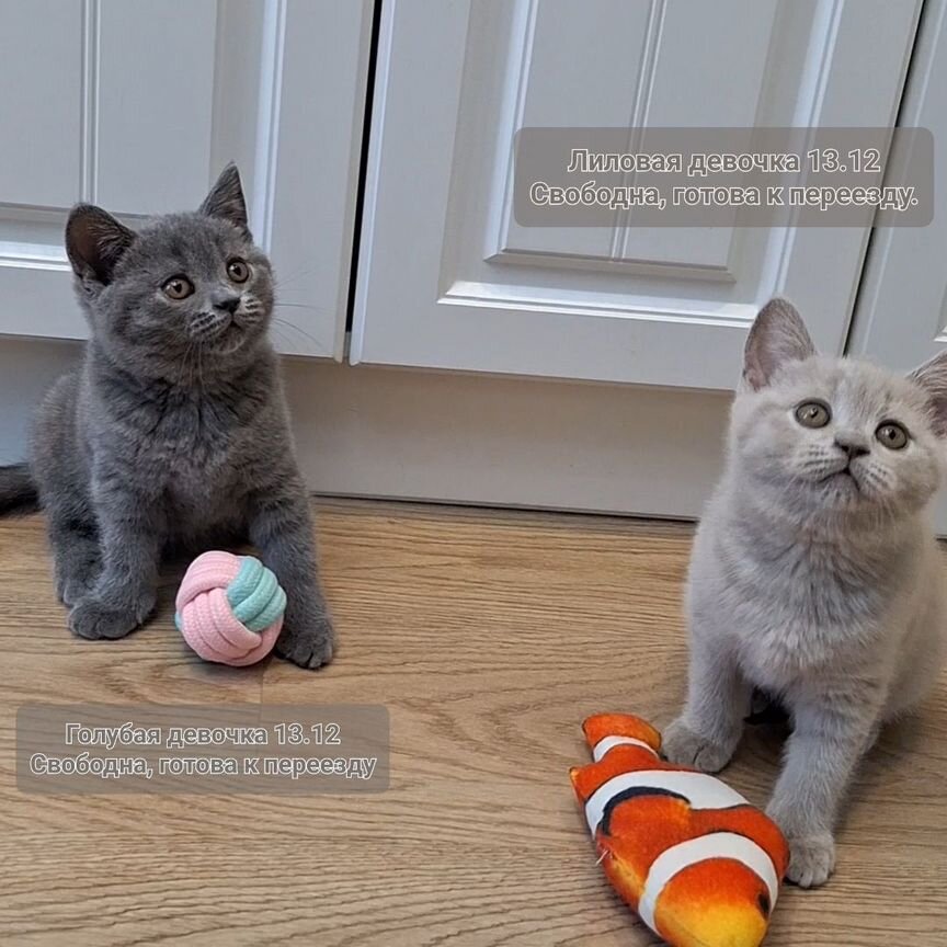 Британские котята