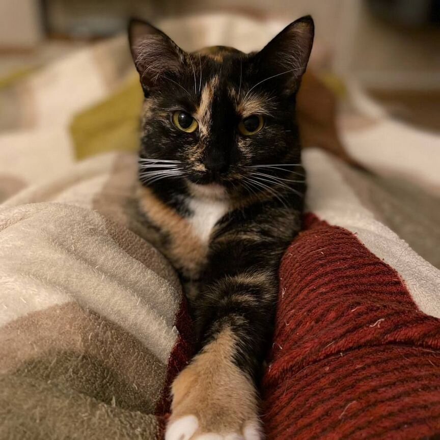 Кошечка в добрые руки