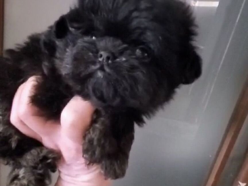 Красивые щенки мальтипу F1