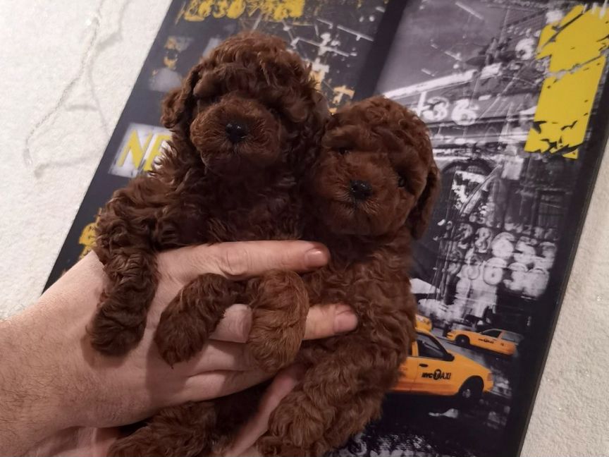Мальтипу тикап тедди