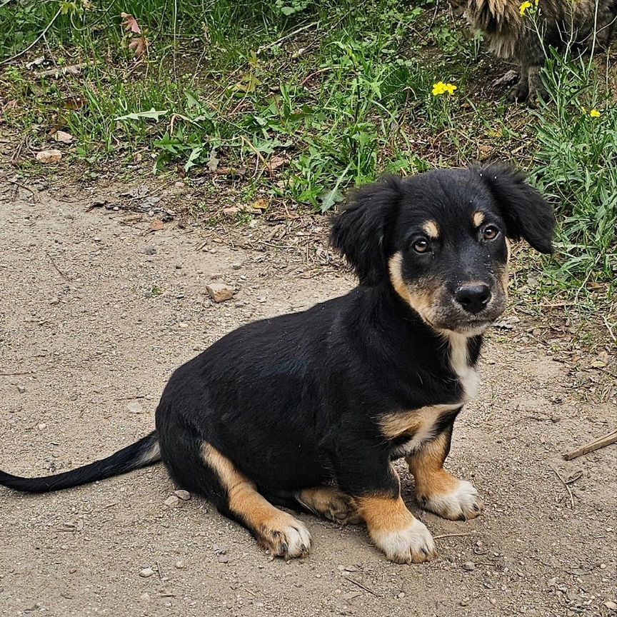 Щенкам нужен дом