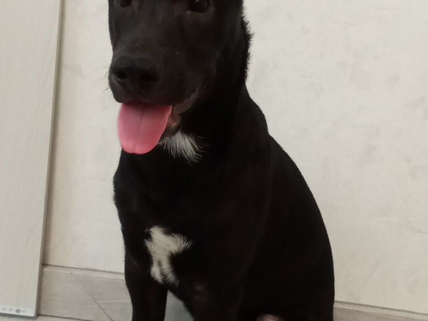 Щенок 4,5 месяца